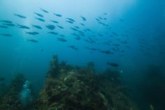 63 Best Ocean- and Water-Themed Team Names (Curated & Ranked ...